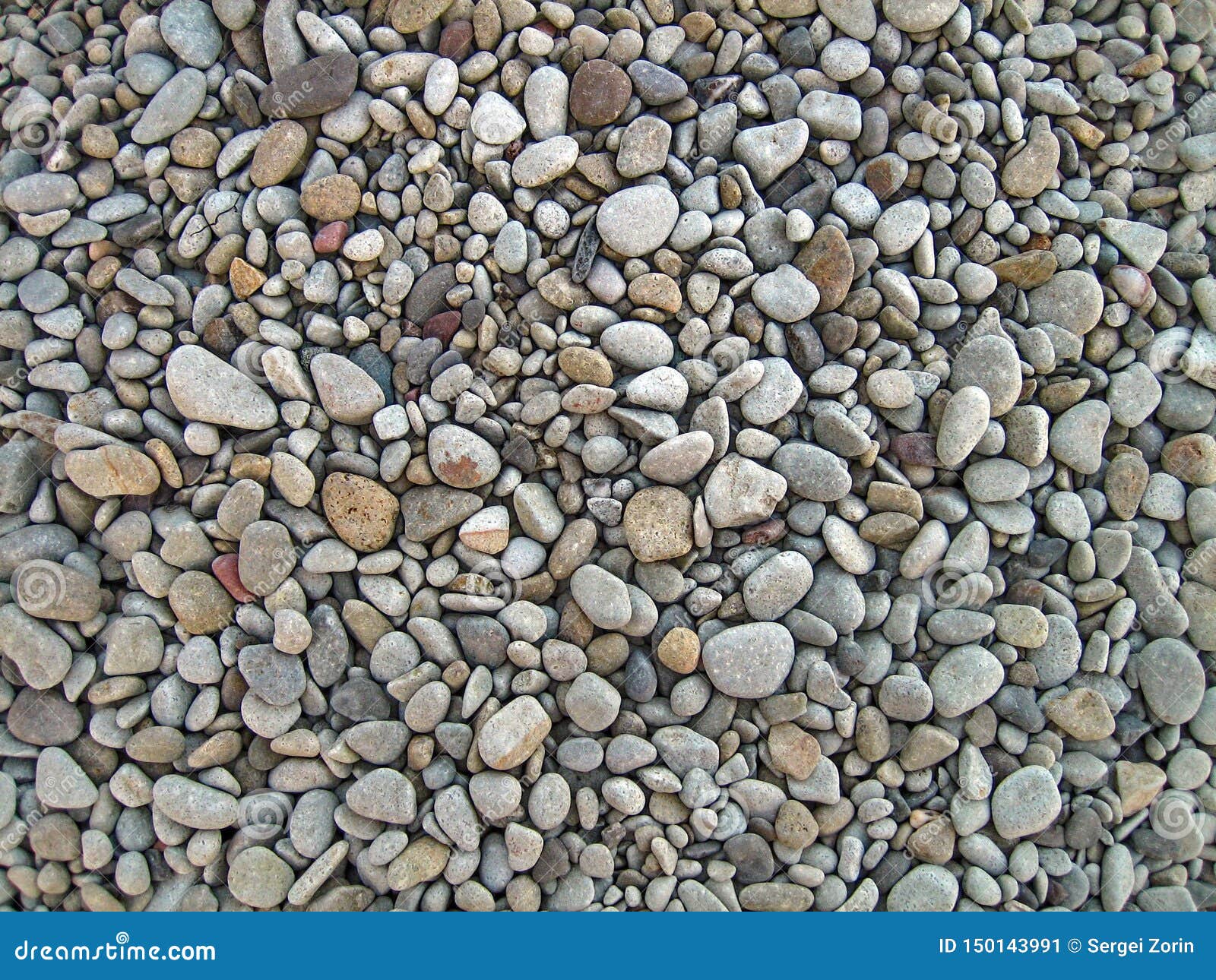 Endless Dry Sea Pebbles, Texture, Background. Pebbles Gray, Small, Oval ...