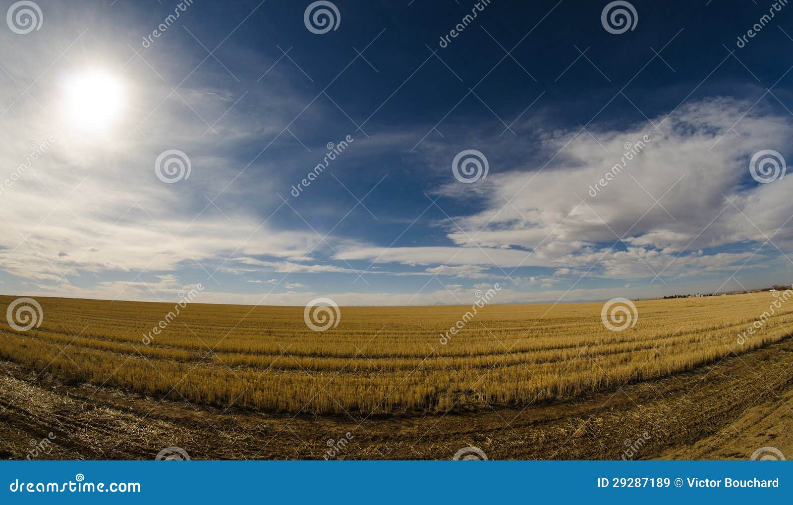 Endless field stock image. Image of gold, forever, long - 29287189