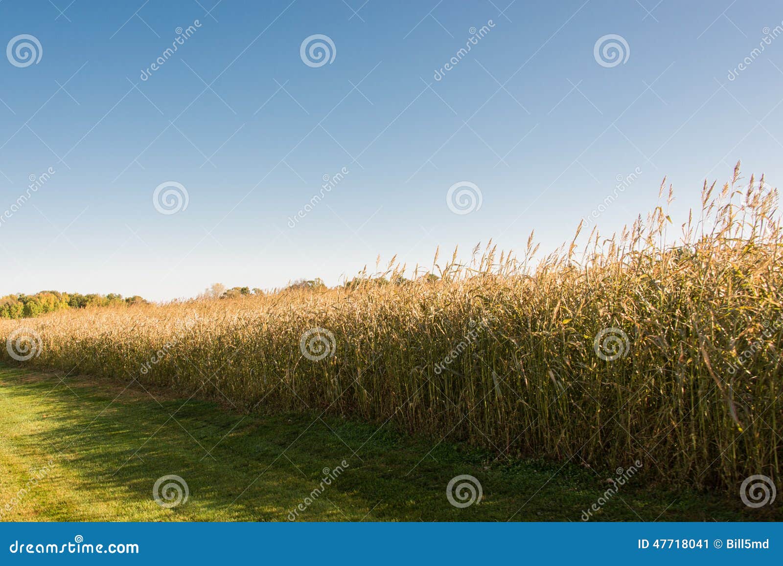 Endless Field stock image. Image of nature, green, field - 47718041