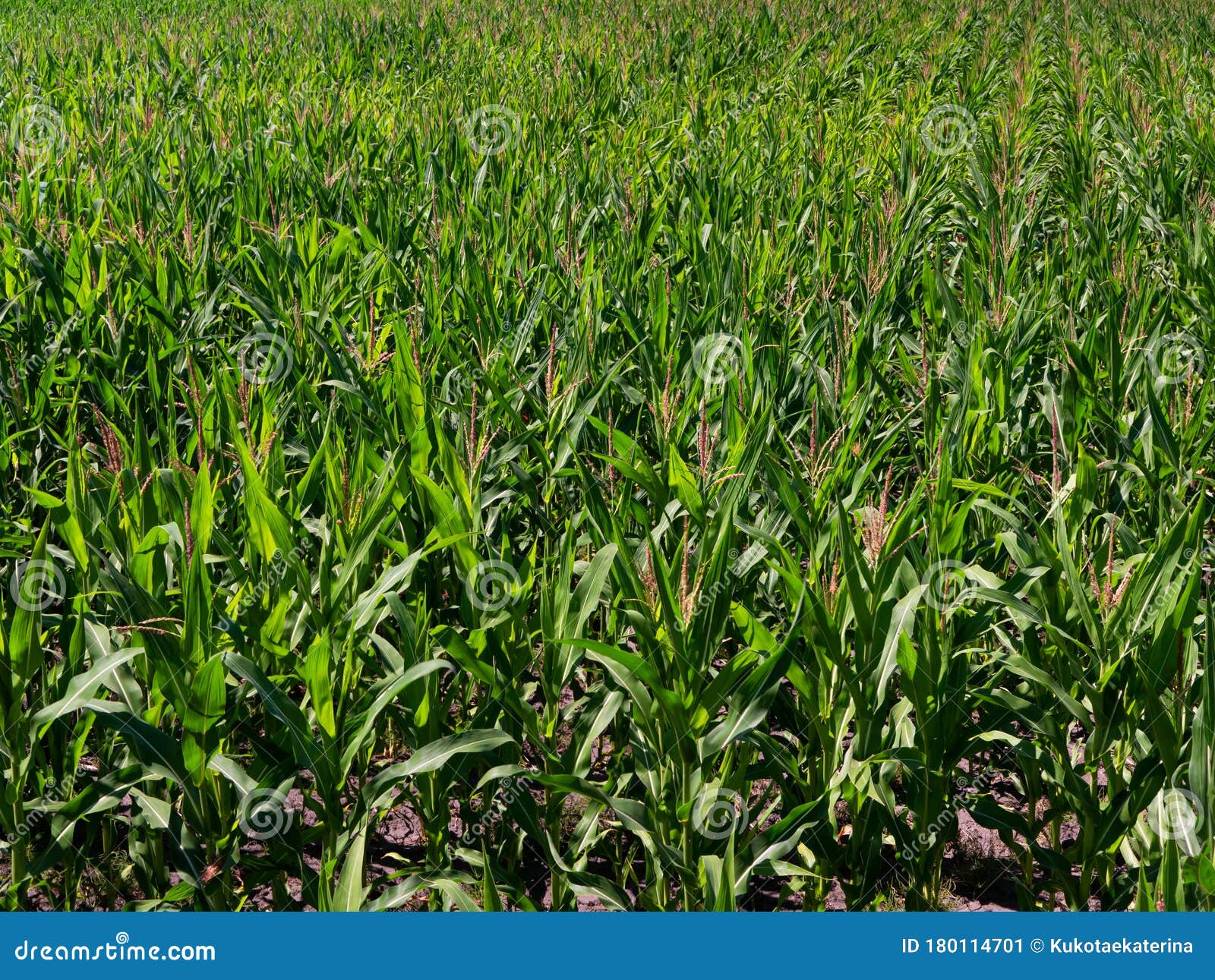 An Endless Field of Green Corn Stretching To the Horizon Stock Image ...