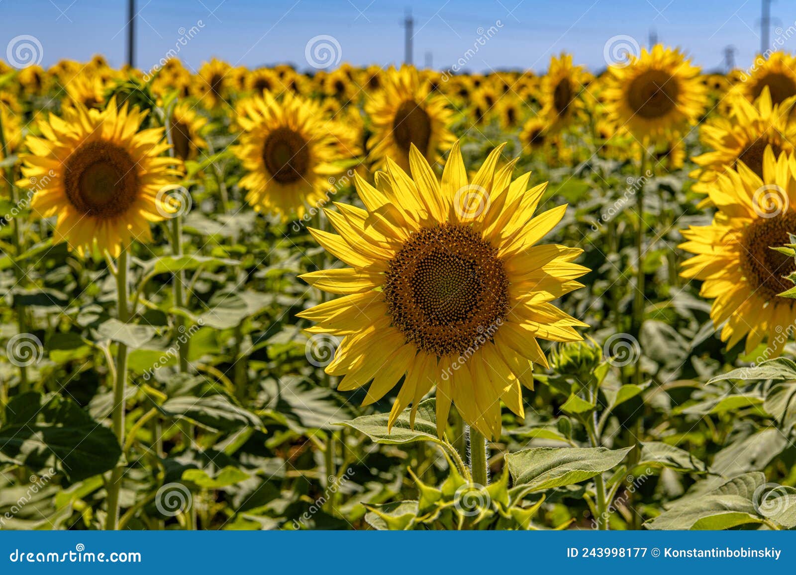 Grizon Stock Photos - Free & Royalty-Free Stock Photos from Dreamstime