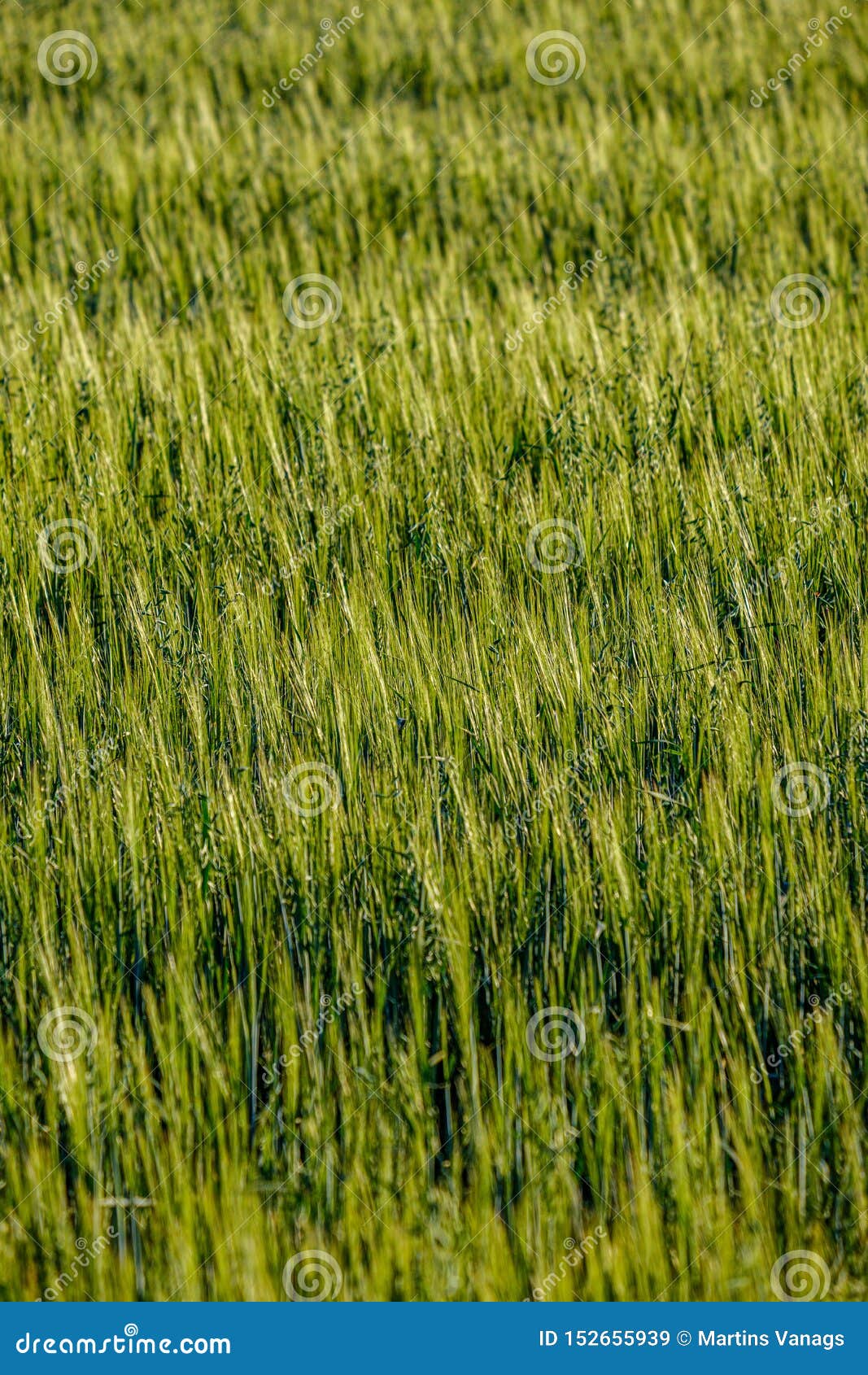 Endless Fields of Crop Ready for Harvest in Countryside Stock Image ...