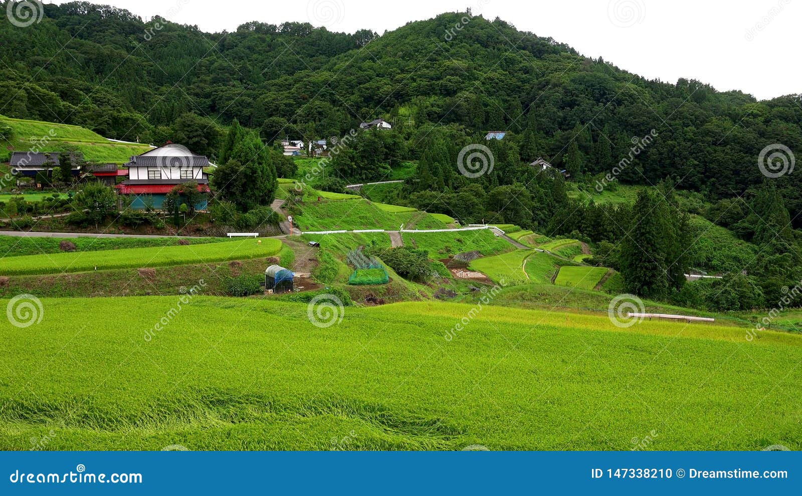 Endless Fields of Rice Sprouts Stock Photo - Image of small, colorful ...