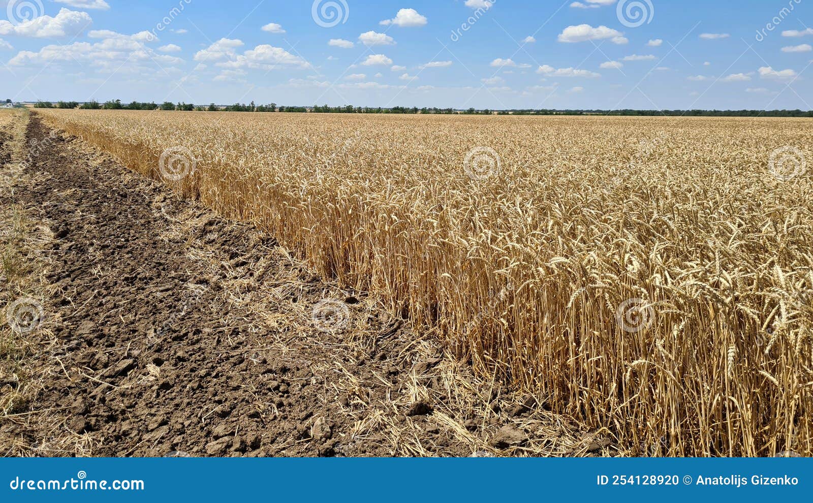 Endless Fields of Ripe and Ready To Harvest Cereals on Hot Summer Day ...