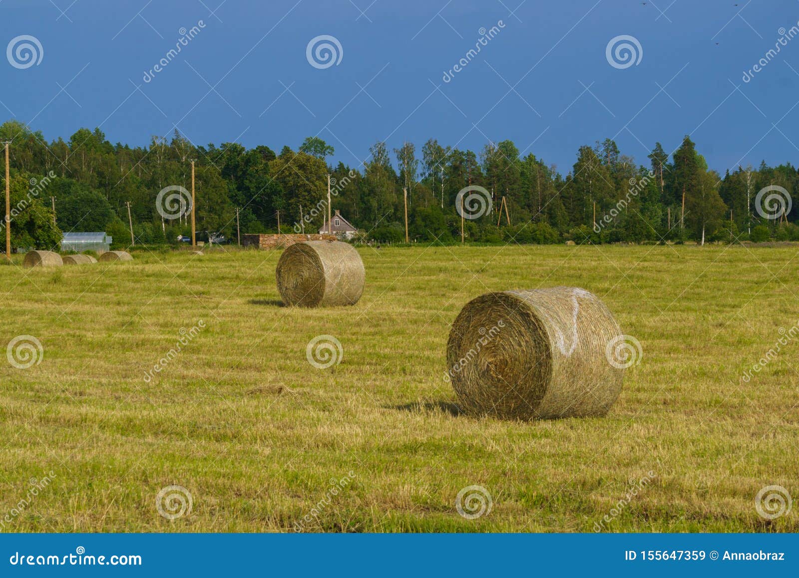 Endless Fields with Rolls of Hay. Rural Landscape Stock Image - Image ...