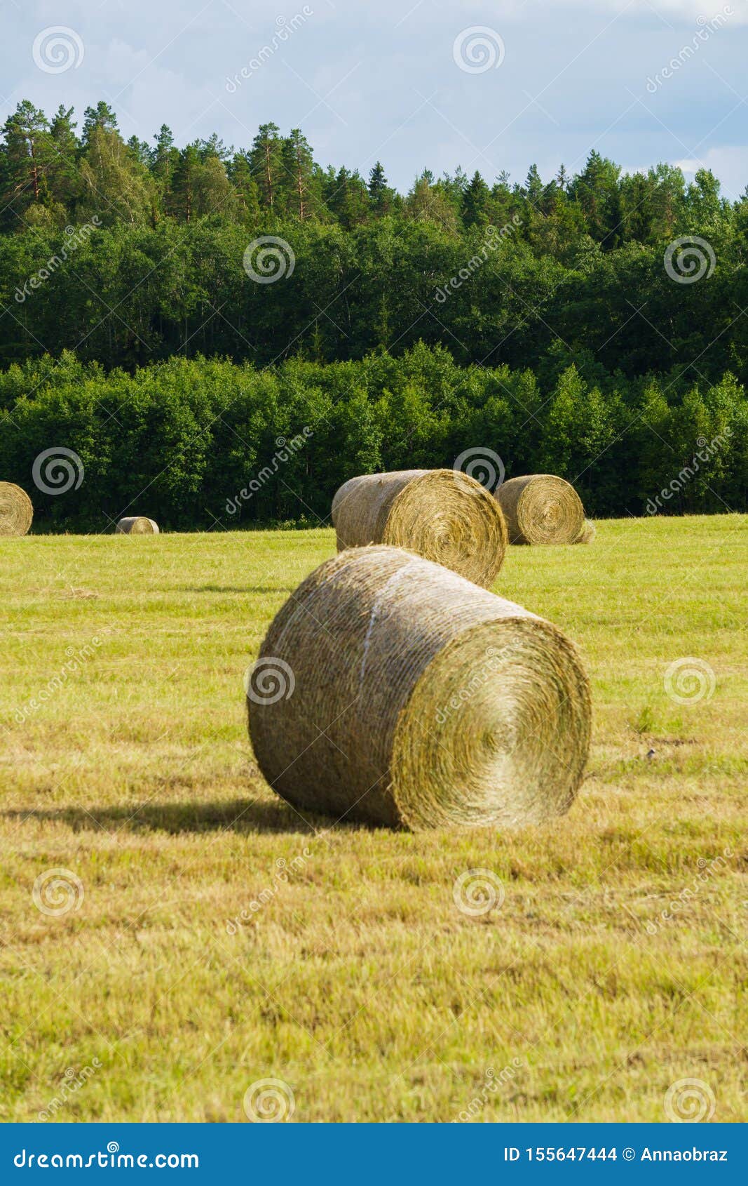 Endless Fields with Rolls of Hay. Rural Landscape Stock Photo - Image ...