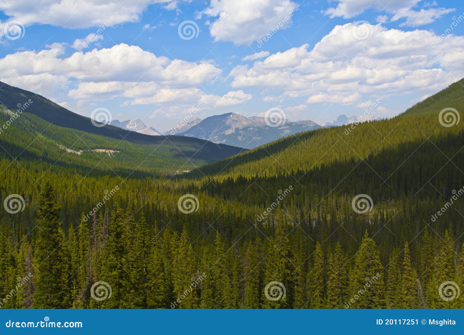 Endless forest stock image. Image of rocky, banff, forest - 20117251