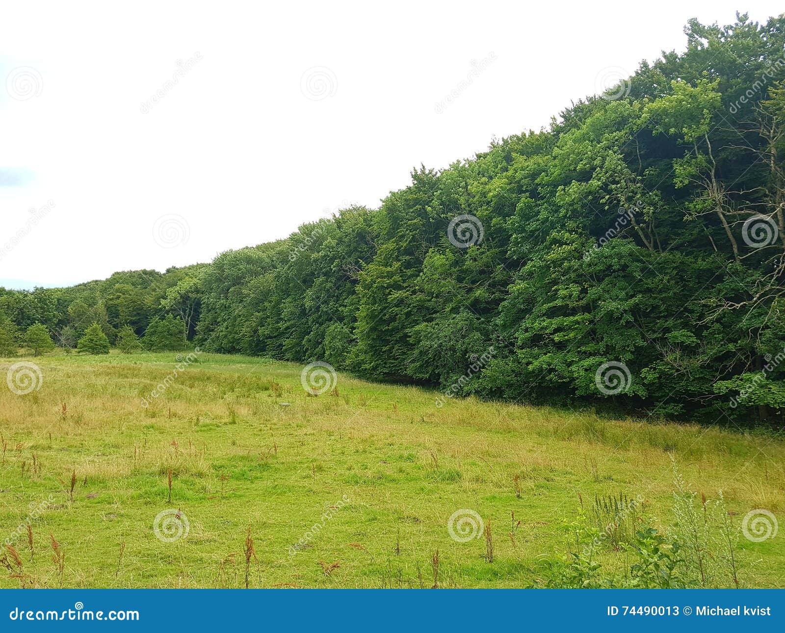 Beder Forest Denmark Stock Photos - Free & Royalty-Free Stock Photos ...