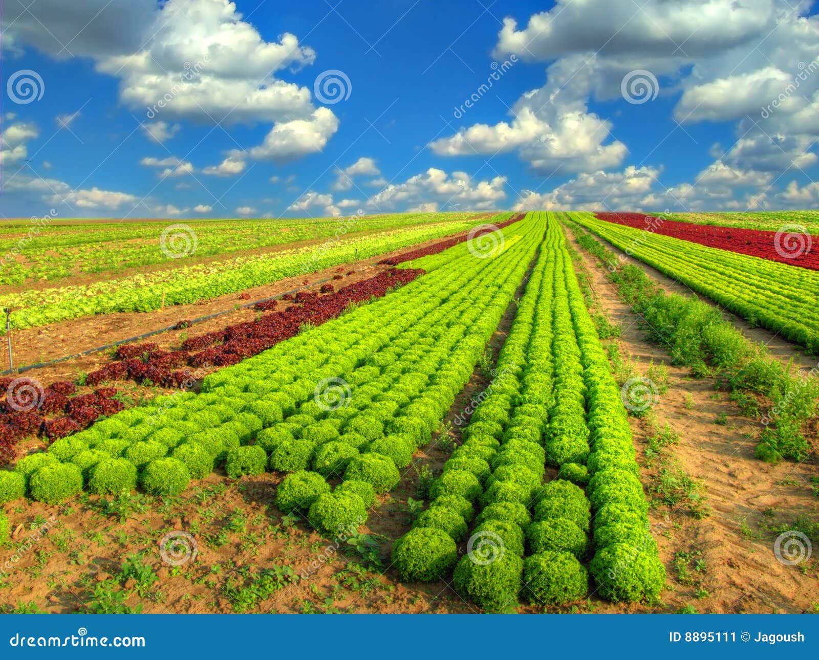 Endless garden stock image. Image of white, outside, green - 8895111