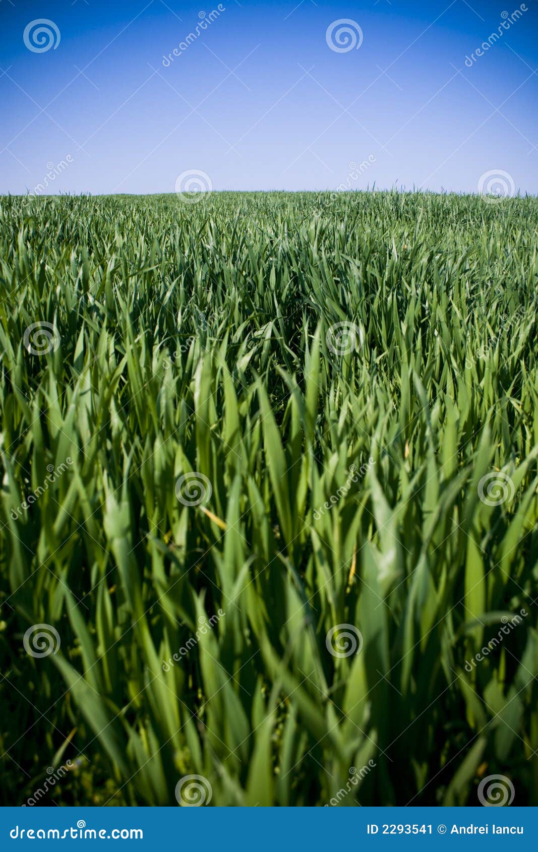 Endless Grass Royalty-Free Stock Photography | CartoonDealer.com #2293541