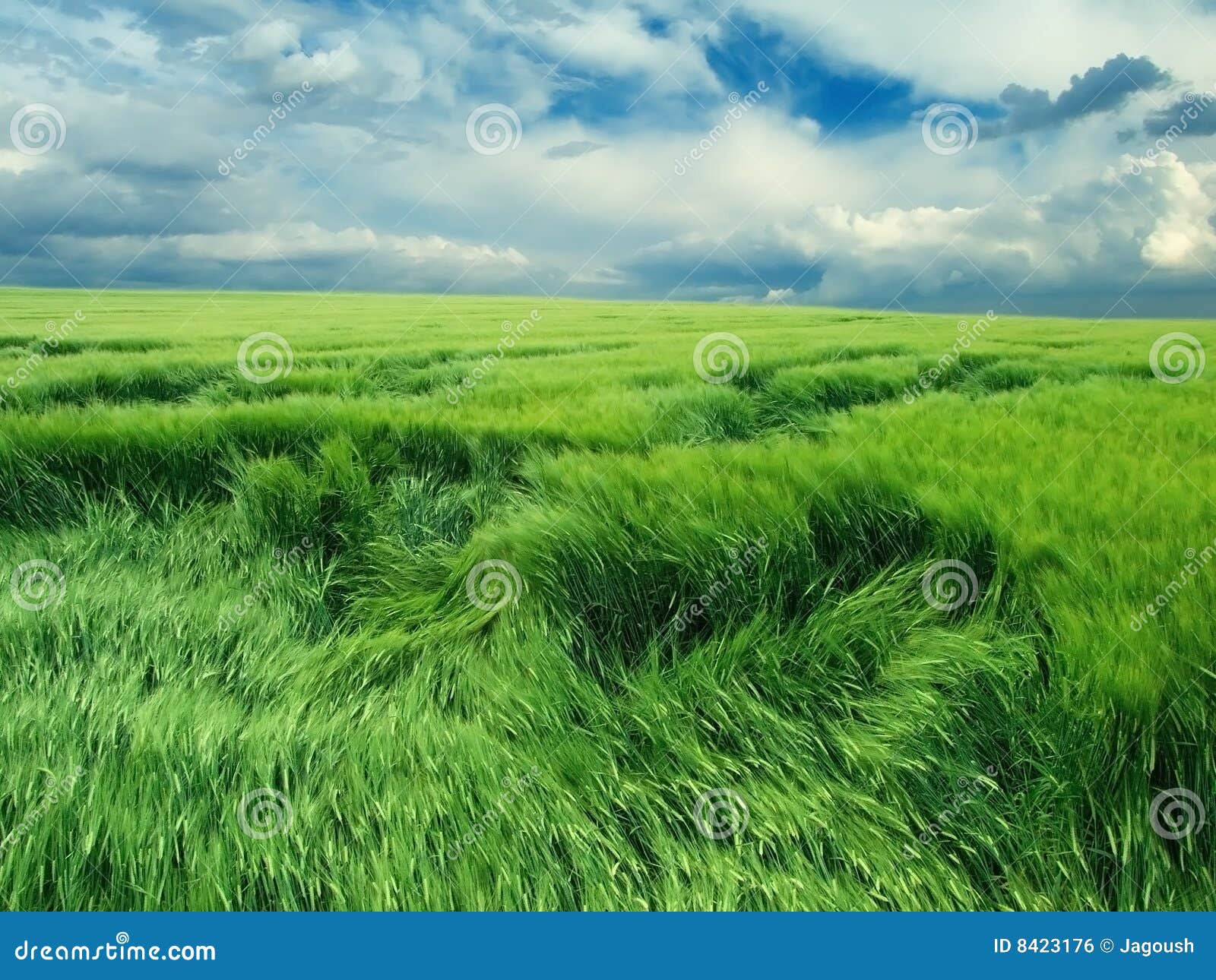 Endless green field stock photo. Image of clouds, spring - 8423176