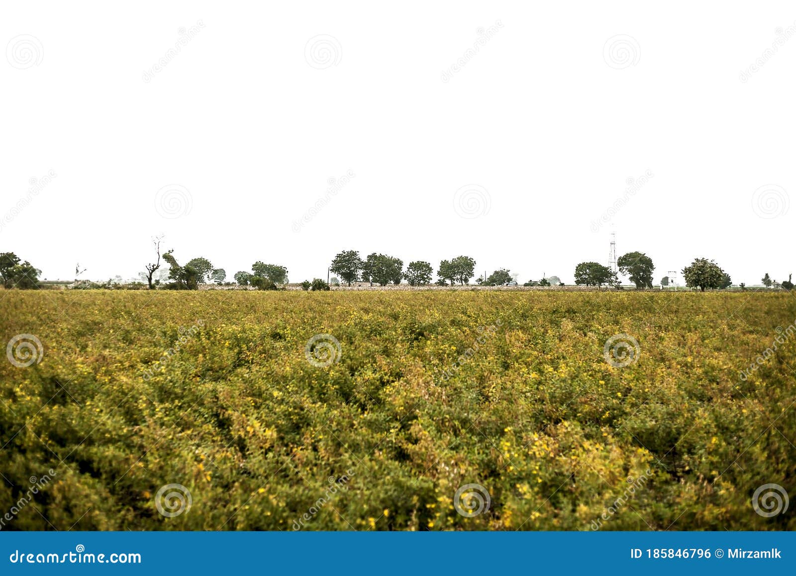 Endless Green Fields Full of Grass and Trees Isolated on White. Stock ...