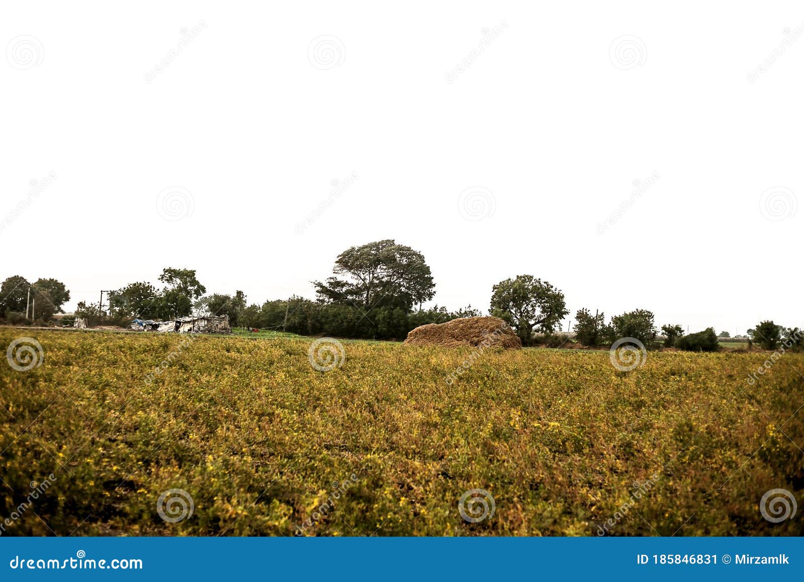 Endless Green Fields Full of Grass and Trees Isolated on White. Stock ...