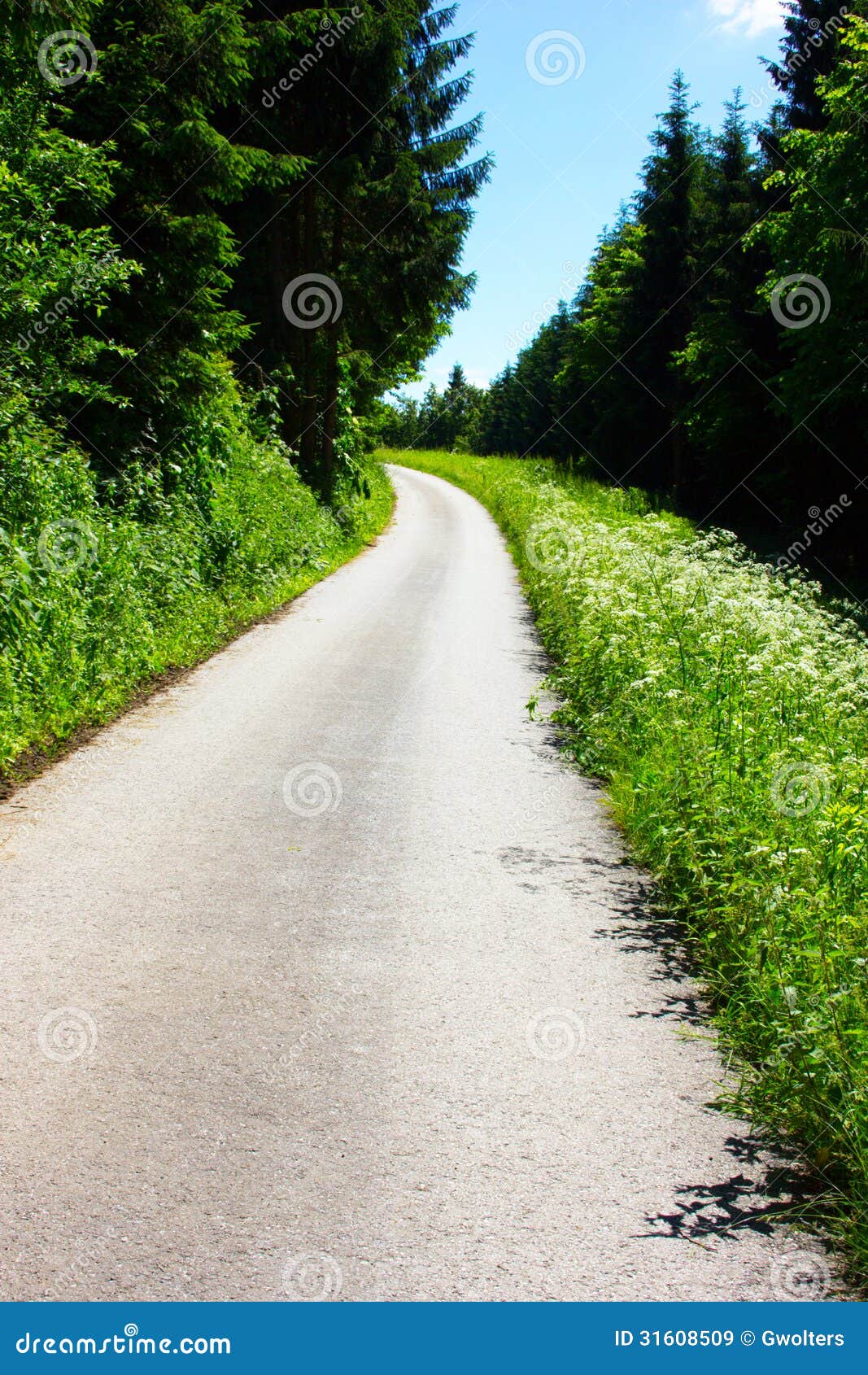 Endless Hiking Trail in Forest Stock Image - Image of flowers ...