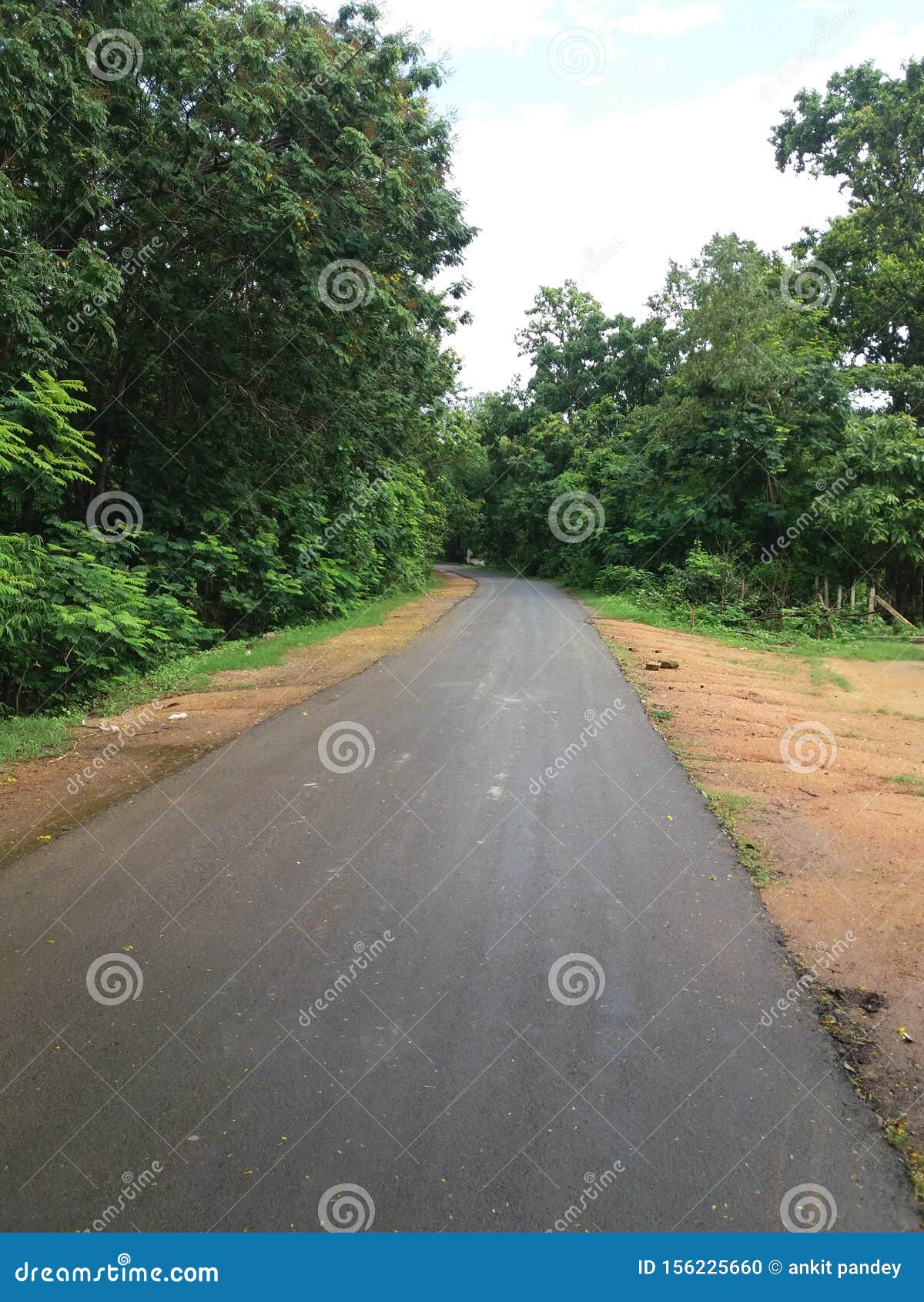 An Endless Path Going Inside a Forest Stock Photo - Image of tree ...