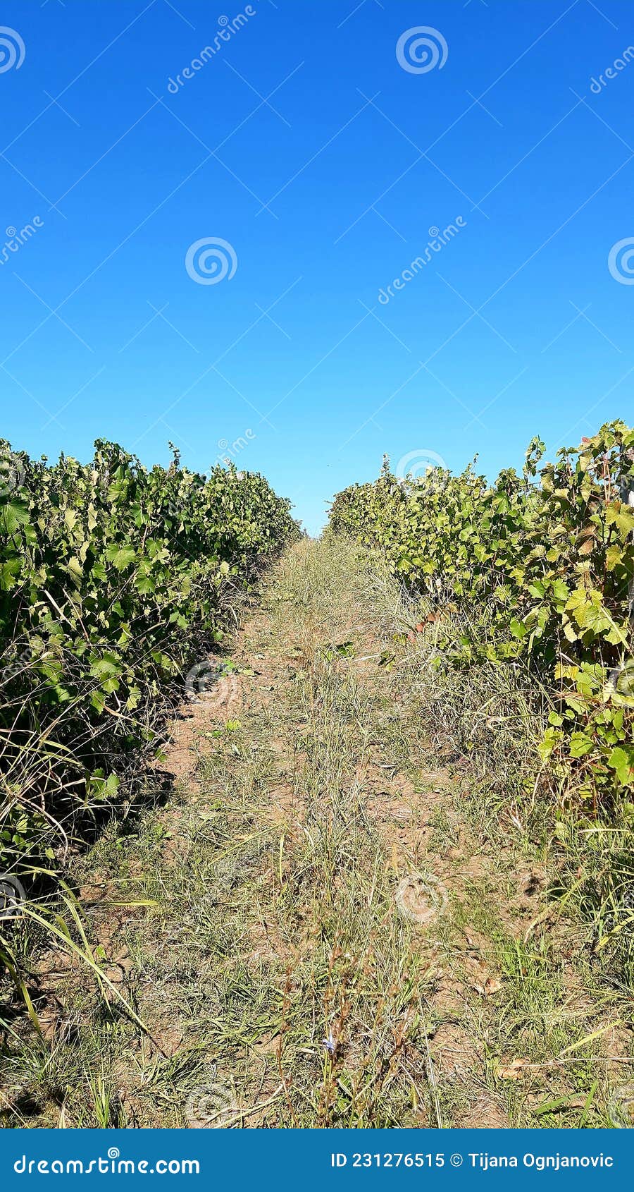 Endless Path through the Green Stock Image - Image of meadow, path ...