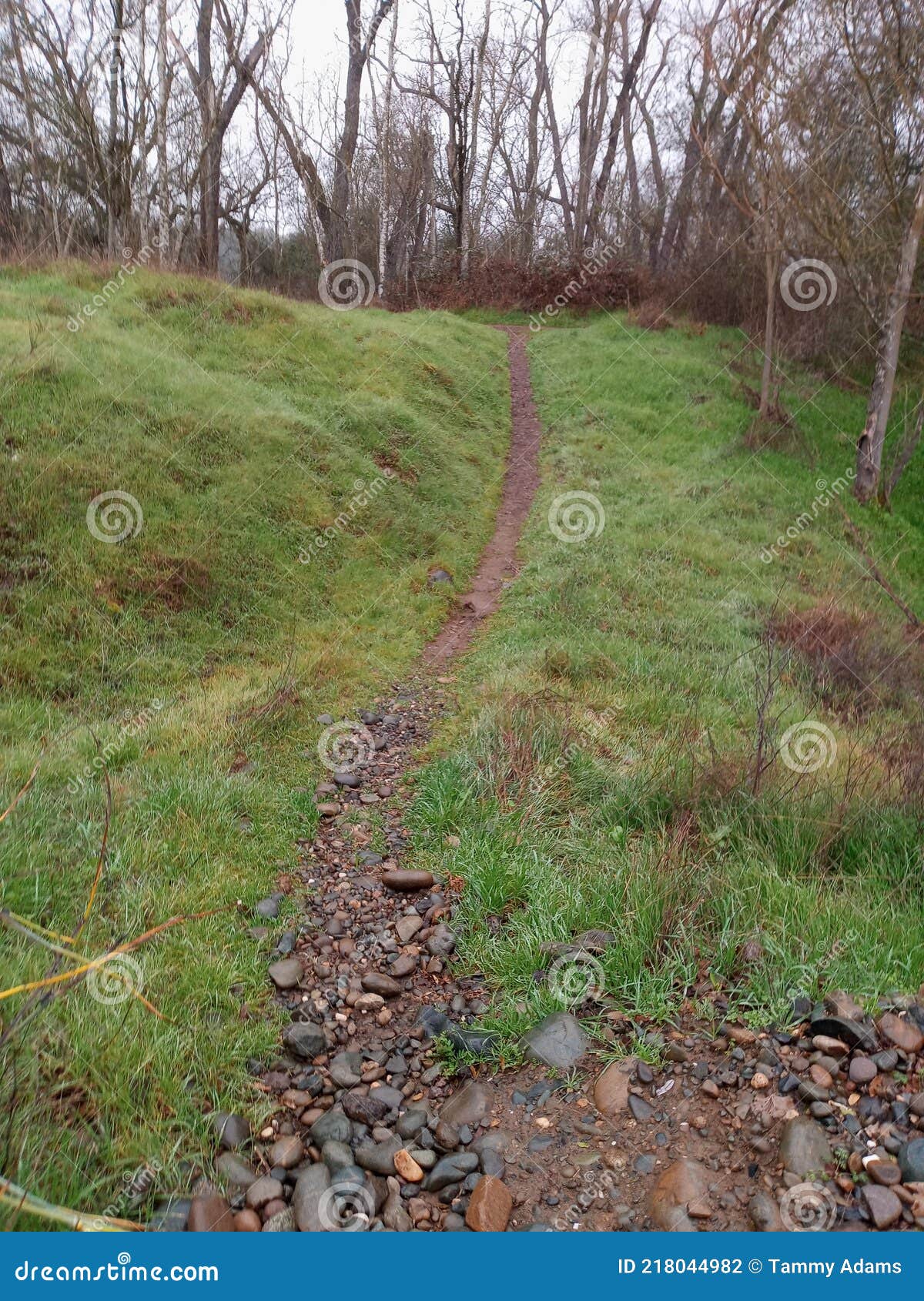 The Endless Path To the Unknown Stock Photo - Image of grass, forest ...