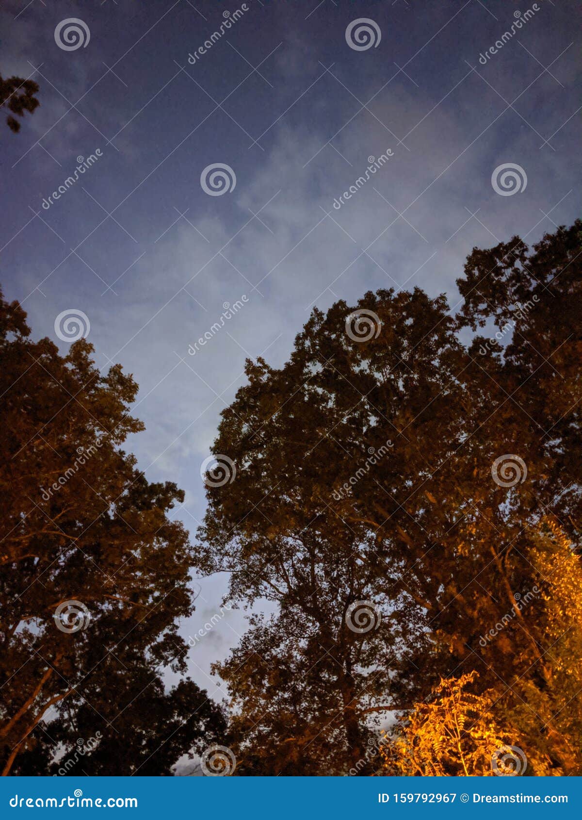 Endless Possibilities To the Sky Stock Image - Image of trees, look ...
