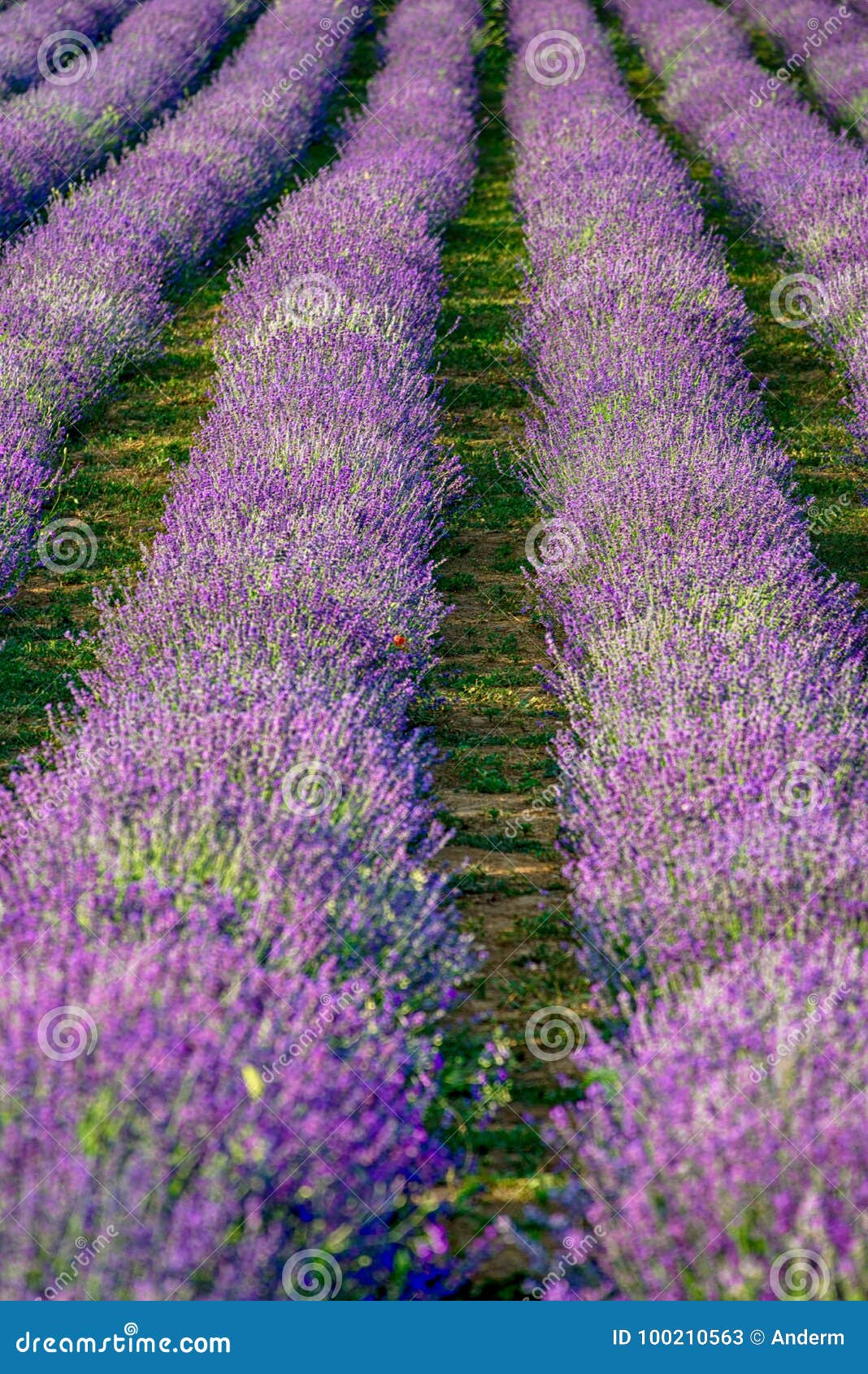 Levander Fields stock image. Image of flower, fields - 100210563