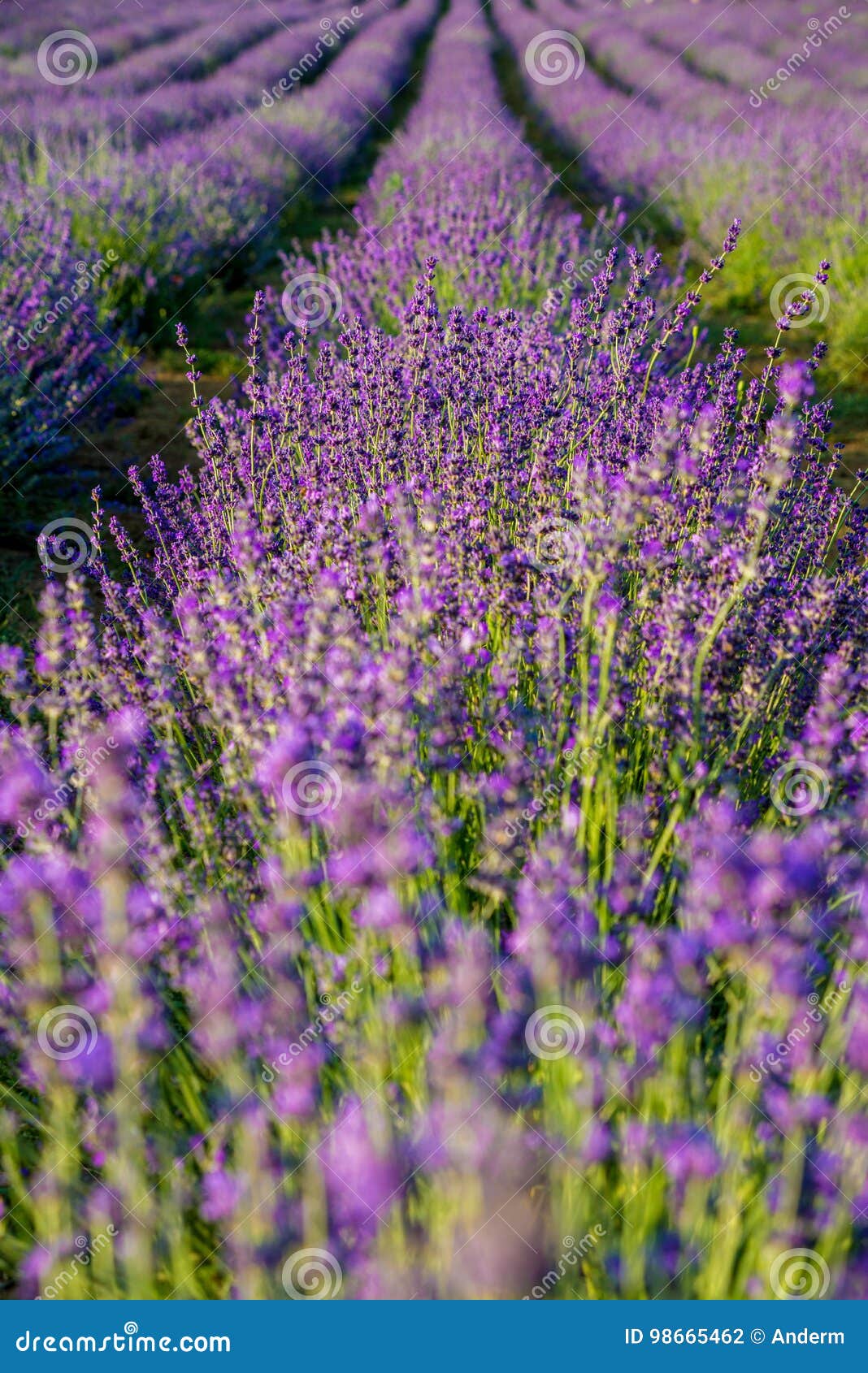 Levander Fields stock photo. Image of blue, flower, landscape - 98665462