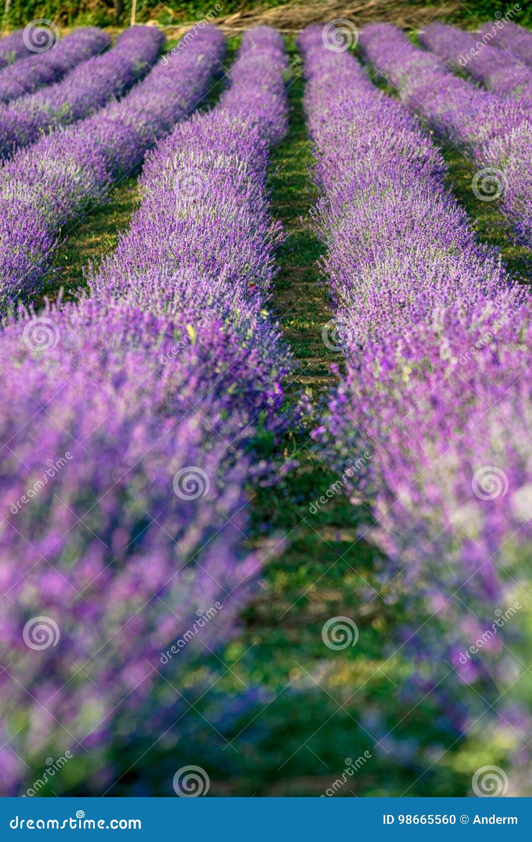 Levander Fields stock photo. Image of farm, lavender - 98665560