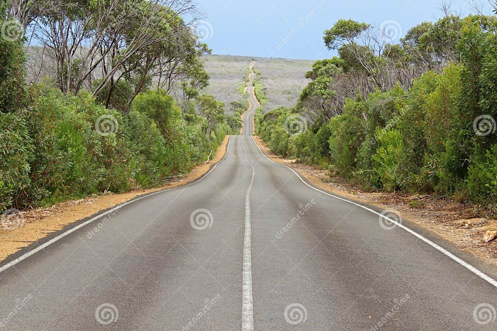 Endless road stock image. Image of adventure, eucalyptus - 25606401