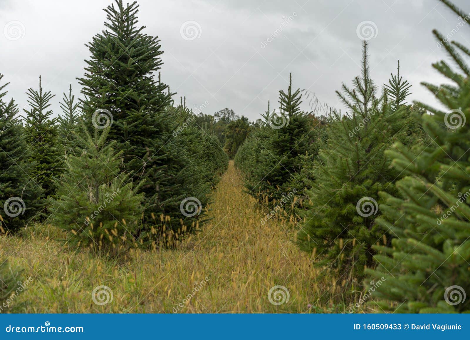 Endless Rows Christmas Trees Stock Image - Image of holidays, holiday ...