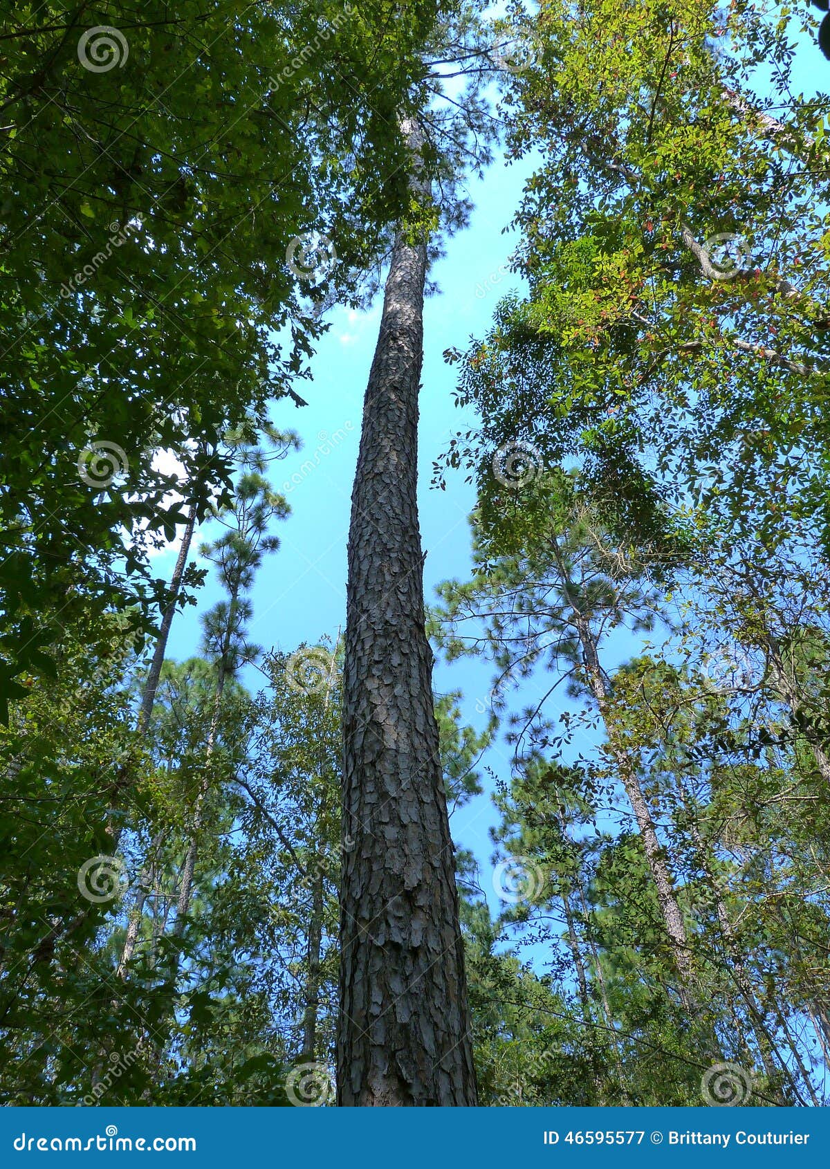 Endless Tree stock image. Image of tree, endless, long - 46595577