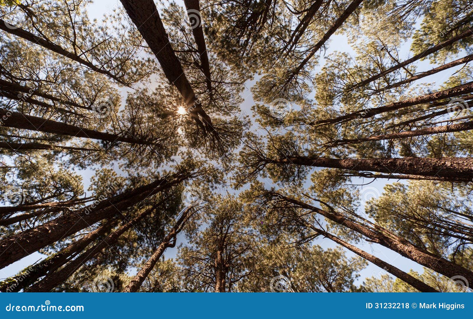 Endless tree tops stock photo. Image of plant, look, wood - 31232218