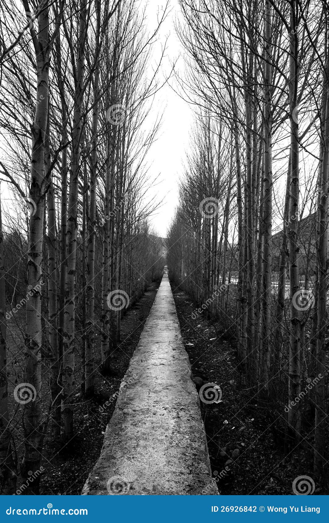 Endless trees stock photo. Image of beautiful, paradise - 26926842