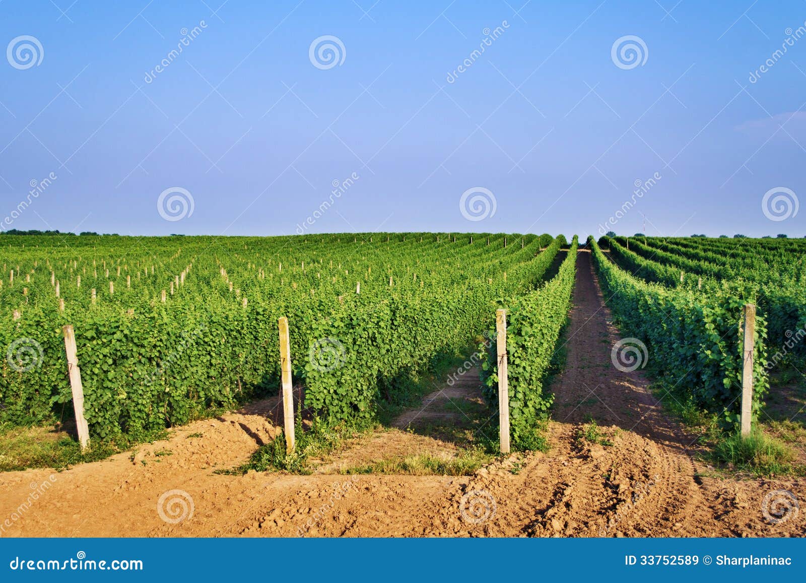 Endless vineyards rows stock image. Image of plant, country - 33752589