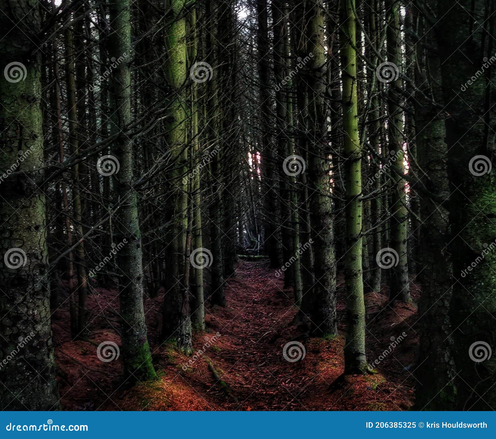 Endless Woodlands trees stock image. Image of endless - 206385325