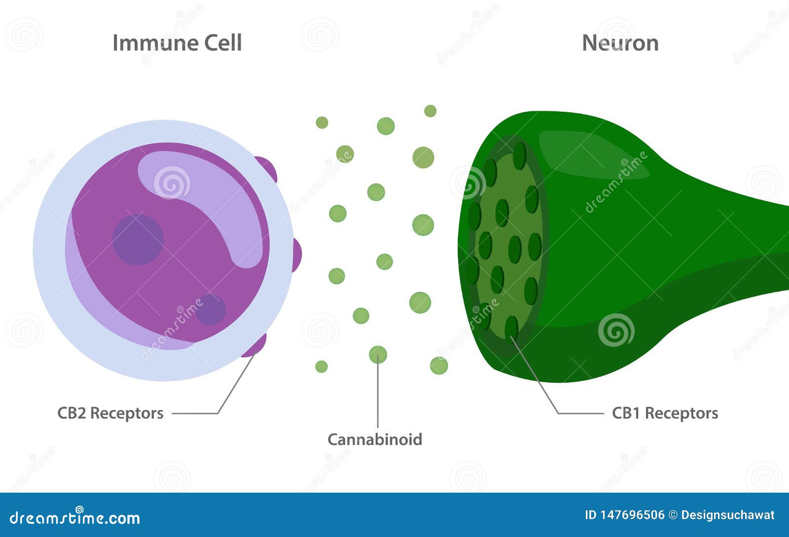 Endocannabinoid System between Immune Cell and Neuron Diagram Stock ...
