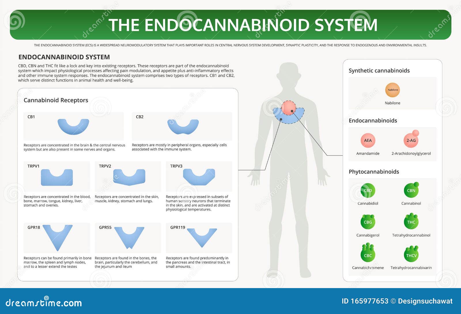 The Endocannabinoid System Horizontal Textbook Infographic Stock ...