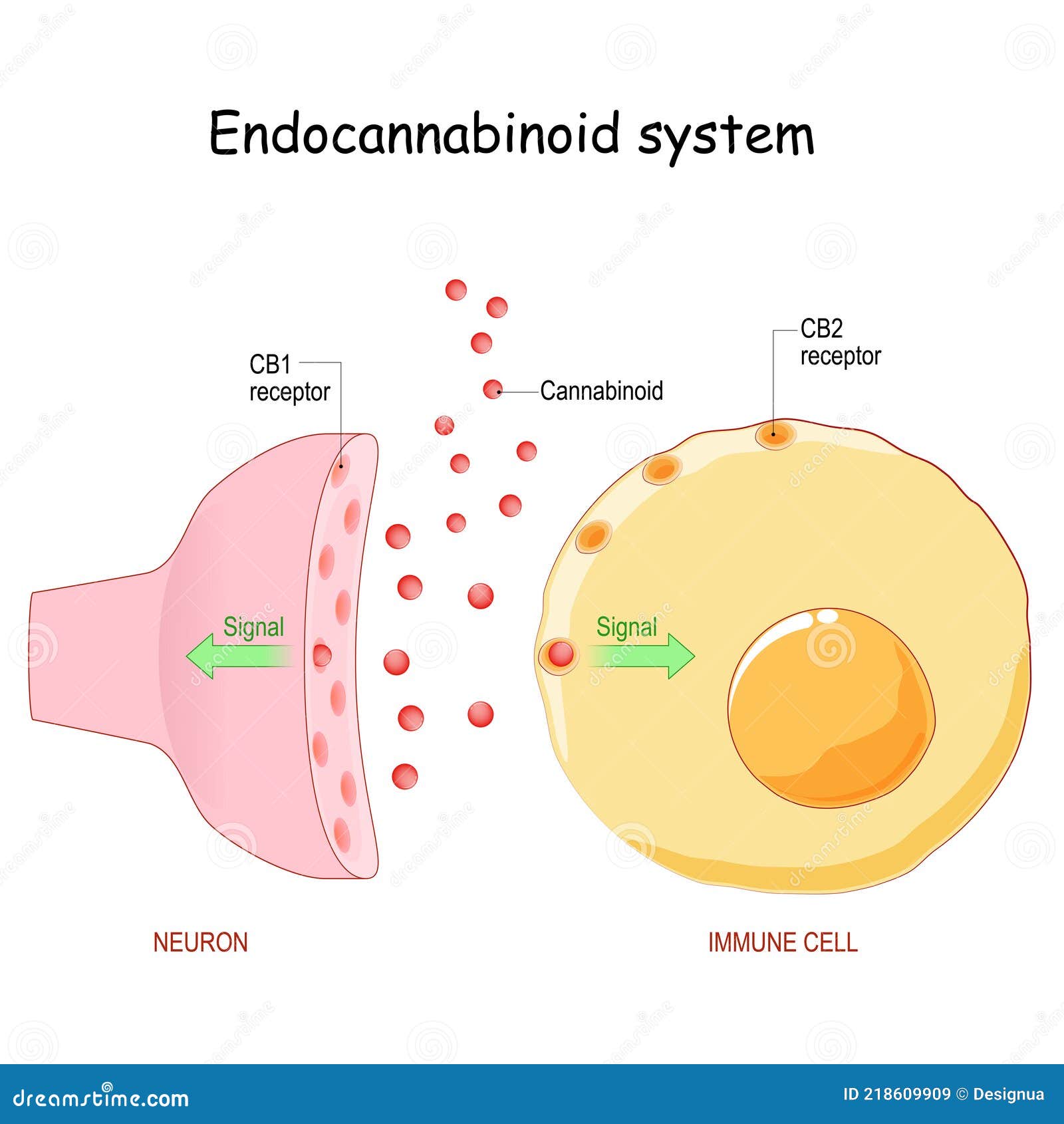 Endocannabinoid System Diagram Stock Illustration | CartoonDealer.com ...