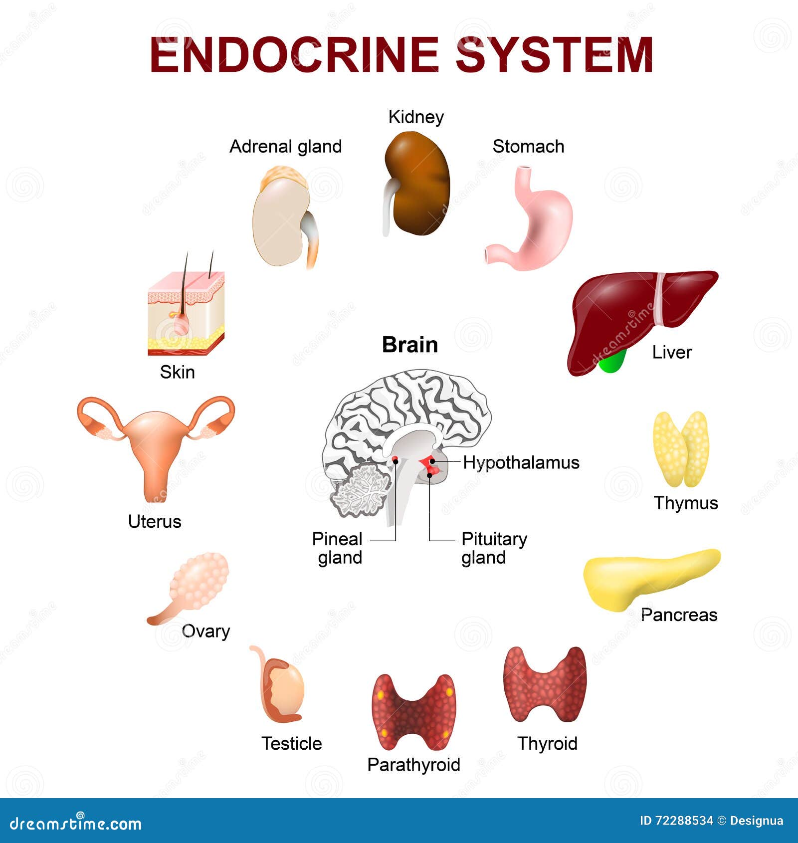 Endocrien Systeem Vastgestelde Pictogrammen Vector Illustratie ...