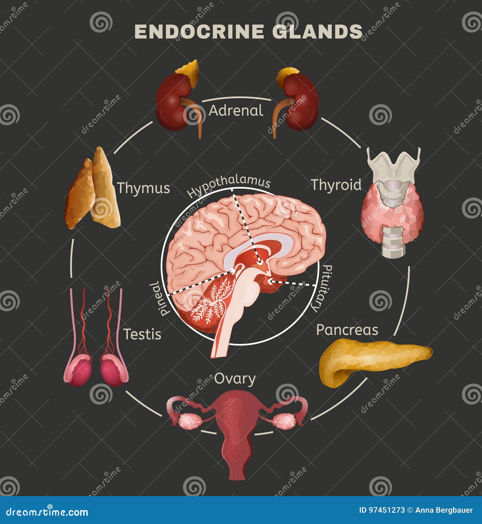 Endocrien Systeembeeld vector illustratie. Illustration of hersenen ...