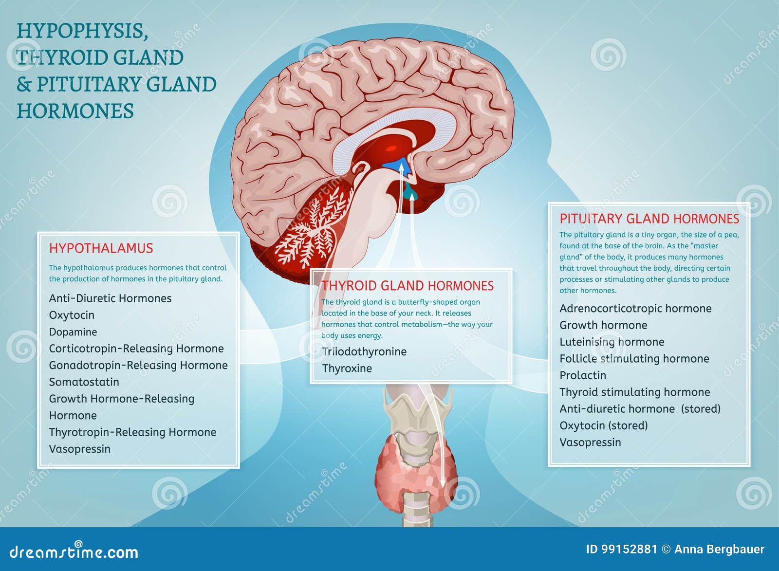 Endocrien Systeembeeld vector illustratie. Illustration of basis - 99152881