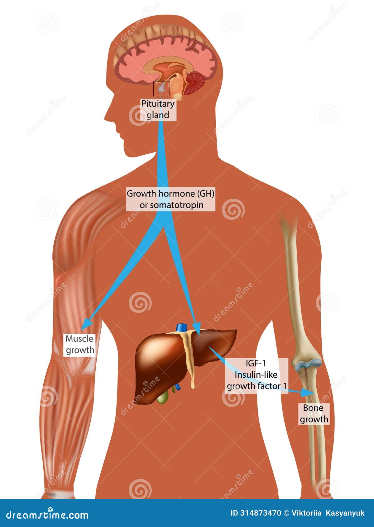 Endocrine Control of Growth. Growth Hormone GH or Somatotropin. IGF-1, Insulin-like Growth ...