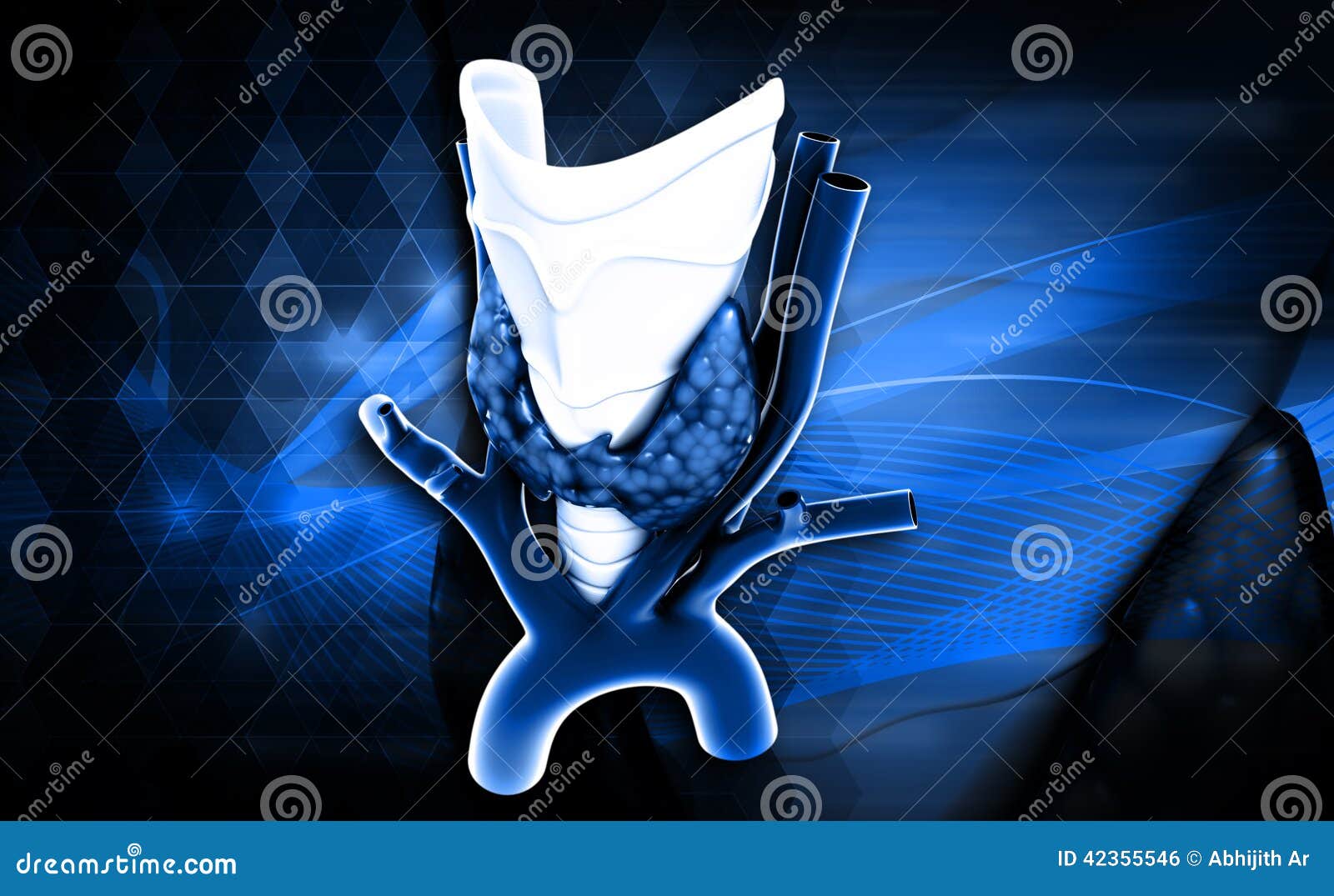 Parathyroid Gland Anatomy Vector Illustration | CartoonDealer.com ...