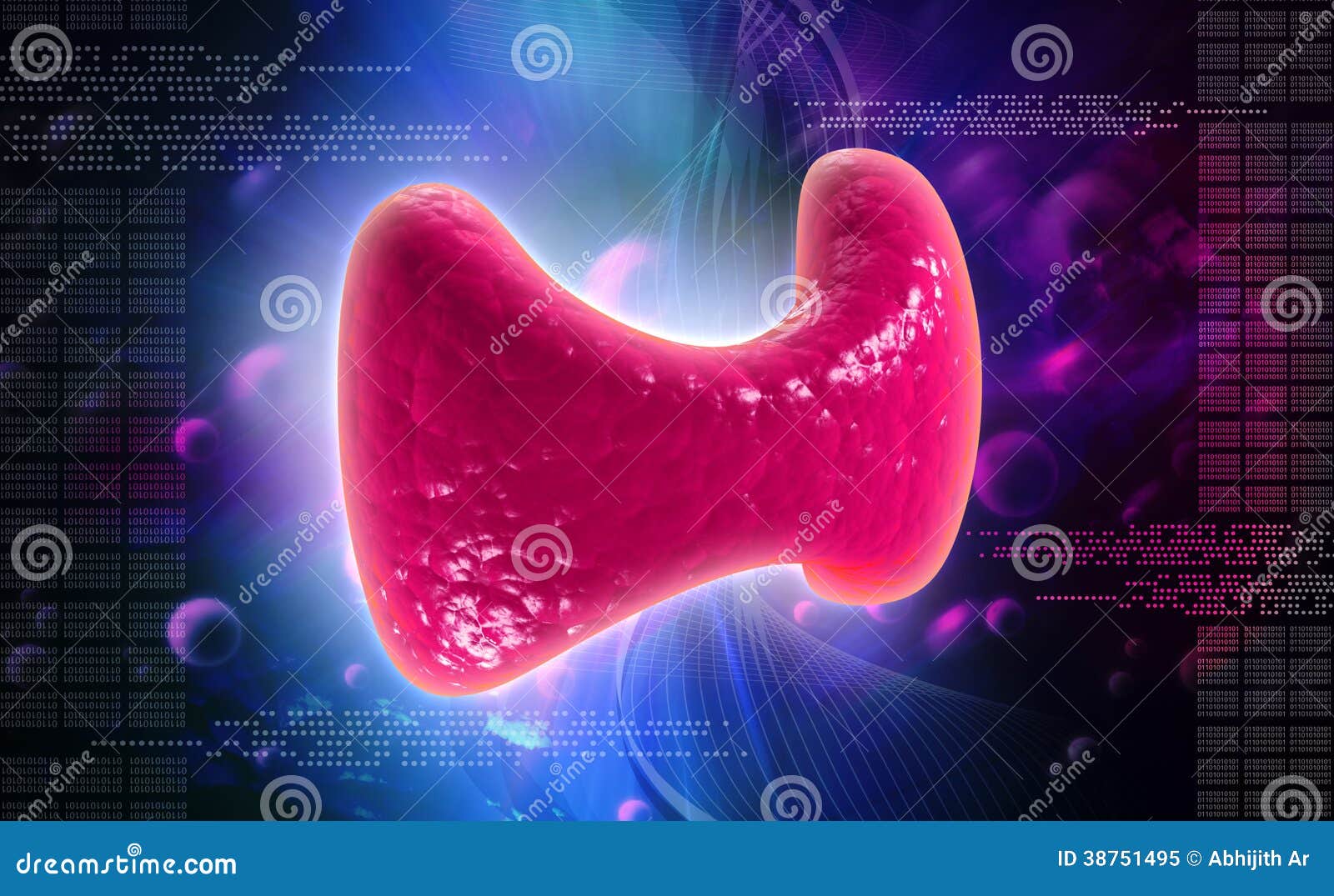 Parathyroid Gland Anatomy Cartoon Vector | CartoonDealer.com #237466943