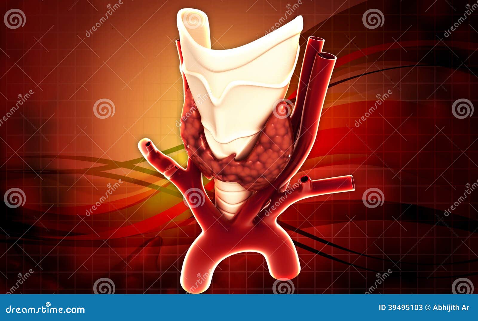 Parathyroid Gland Anatomy Cartoon Vector | CartoonDealer.com #237466943