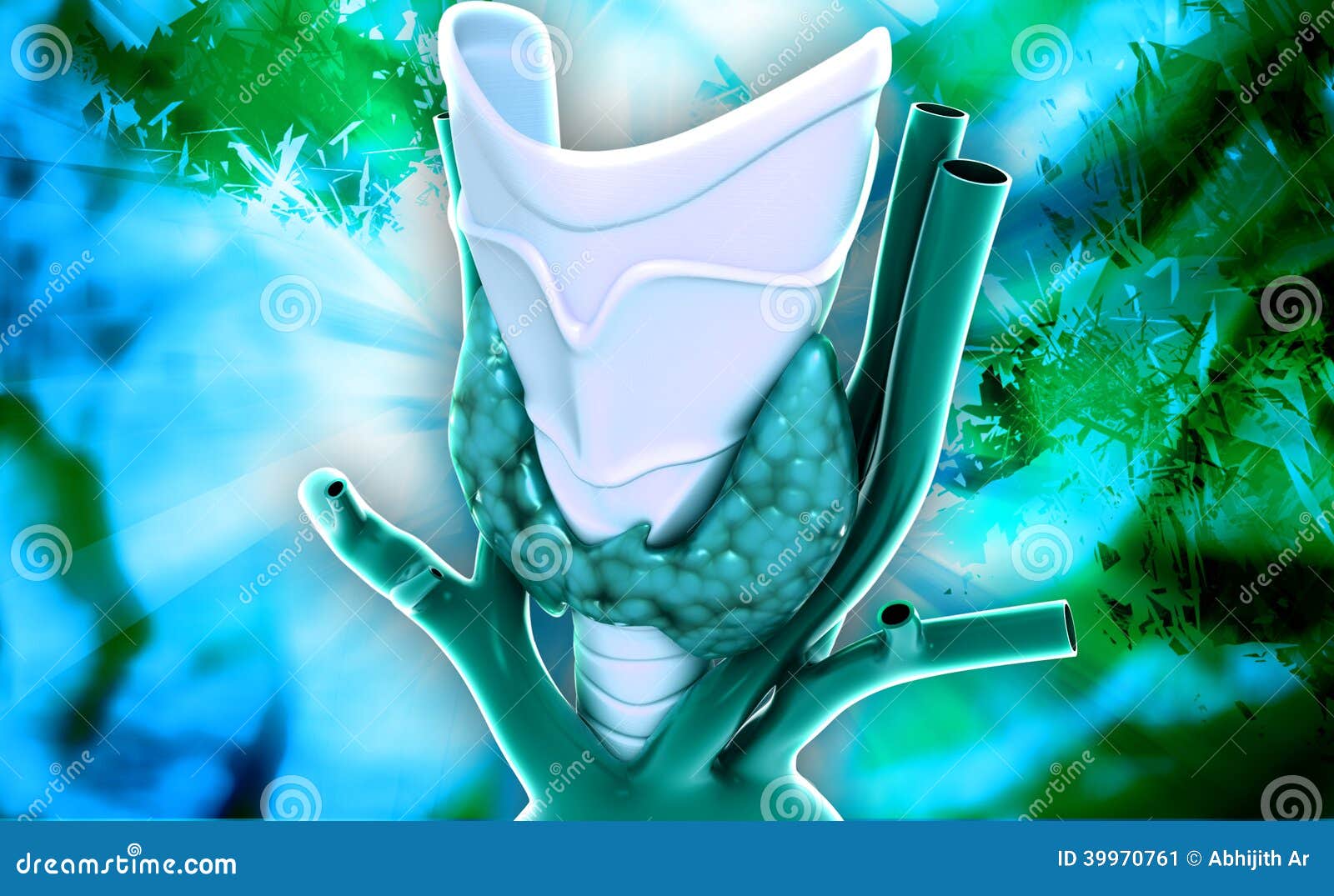Parathyroid Gland Anatomy Cartoon Vector | CartoonDealer.com #237466943