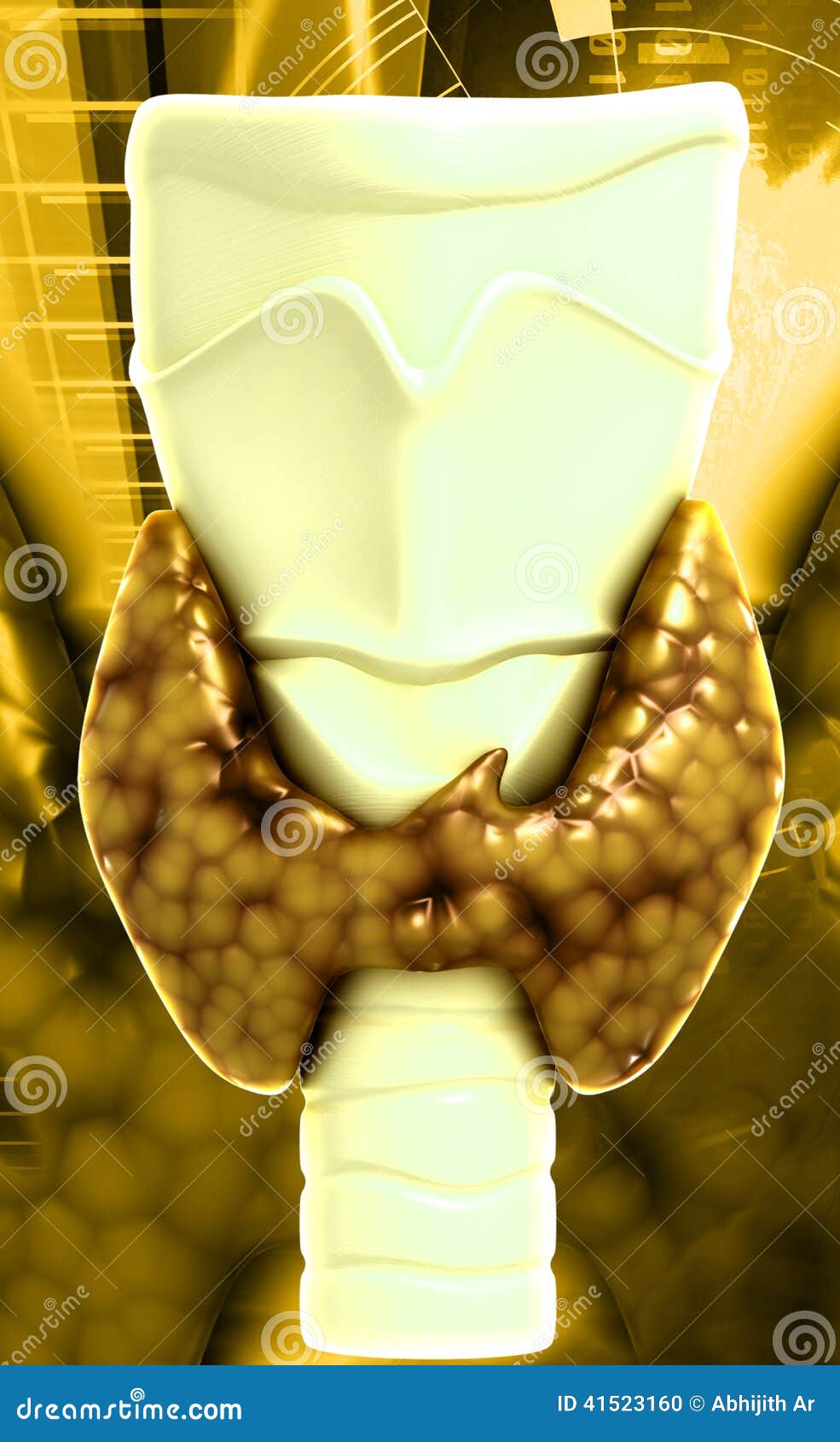 Parathyroid Gland Anatomy Cartoon Vector | CartoonDealer.com #237466943