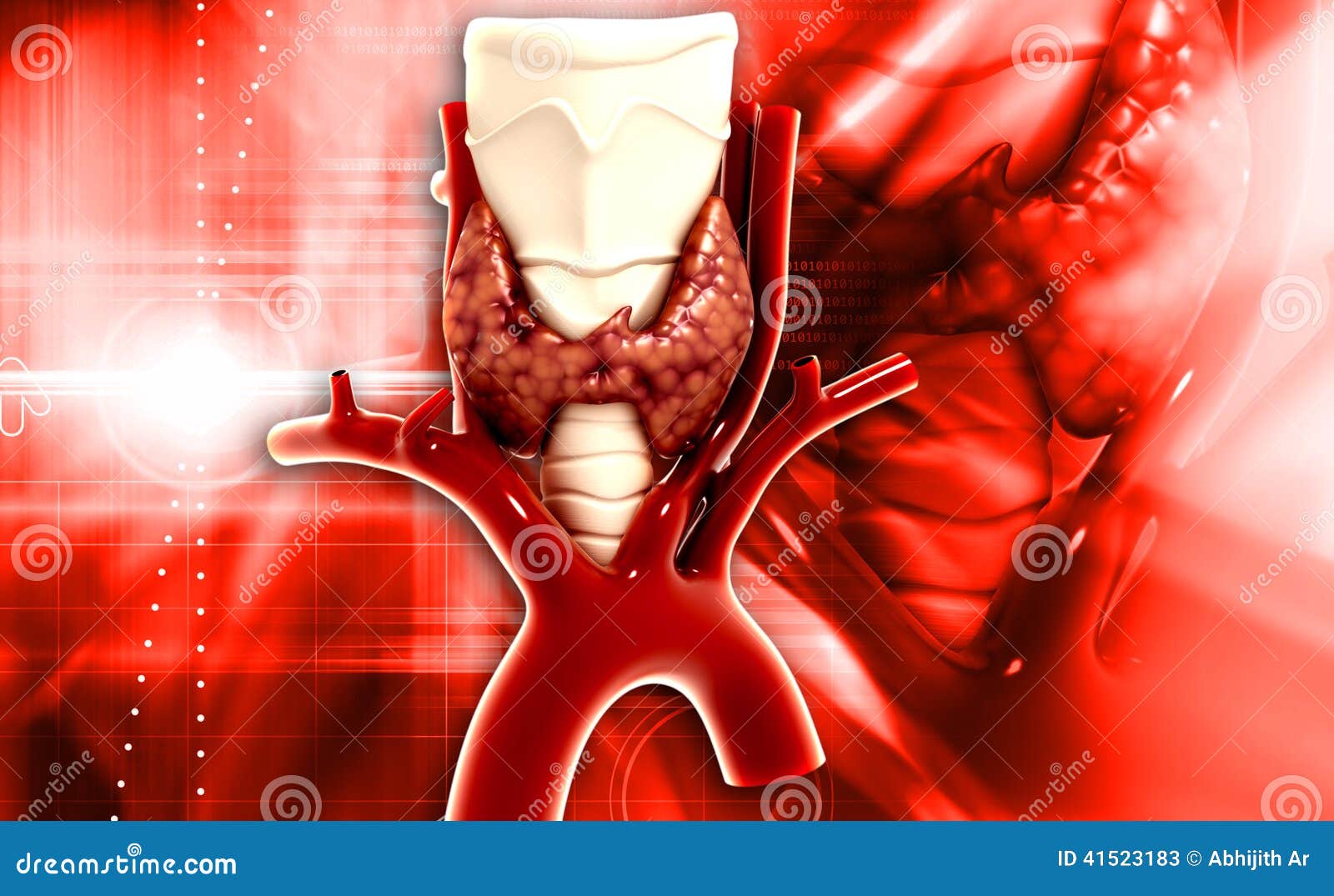 Endocrine Parathyroid Gland Stock Illustration - Illustration of ...