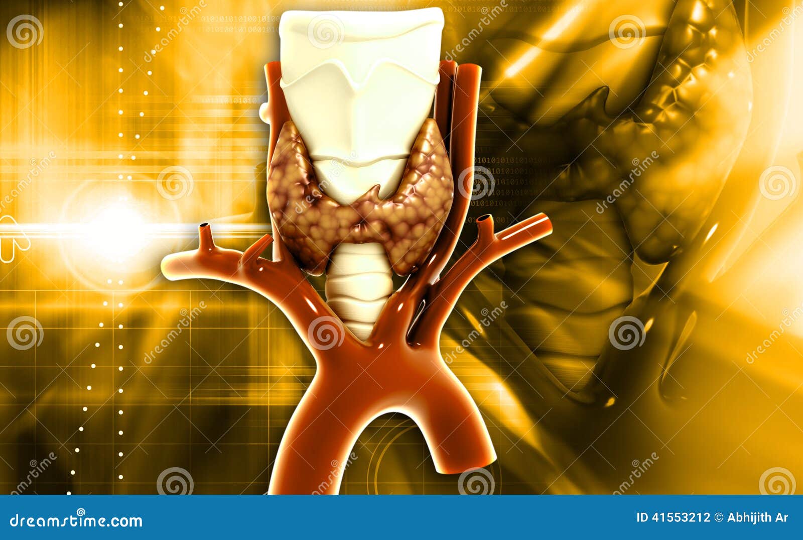 Parathyroid Gland Anatomy Cartoon Vector | CartoonDealer.com #237466943