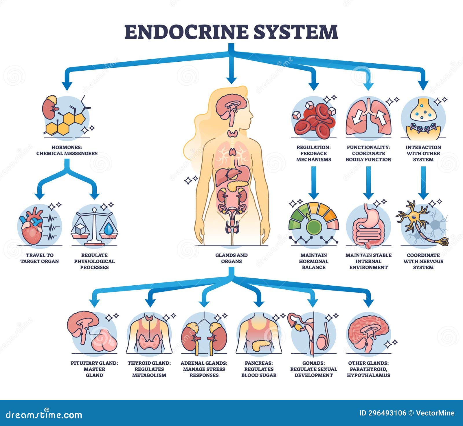 Endocrine System with Body Glands and Organs Functions Outline Diagram ... Endocrine System with Body Glands and Organs Functions Outline Diagram ...