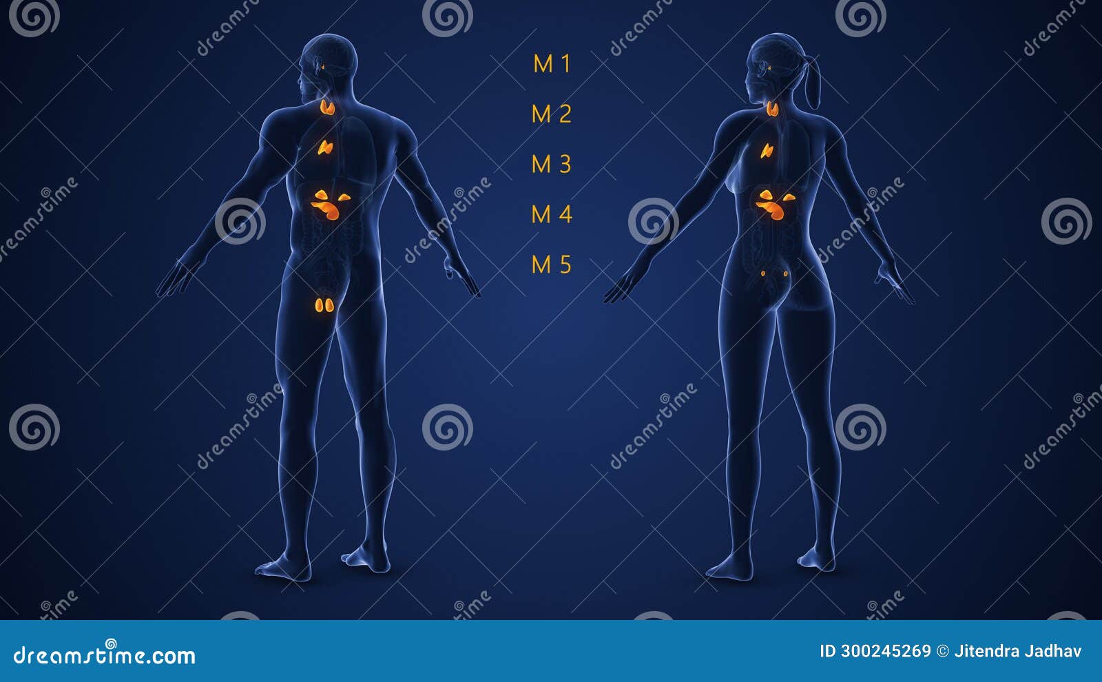 Male and Female Muscarinic Acetylcholine Receptor Endocrine System ...