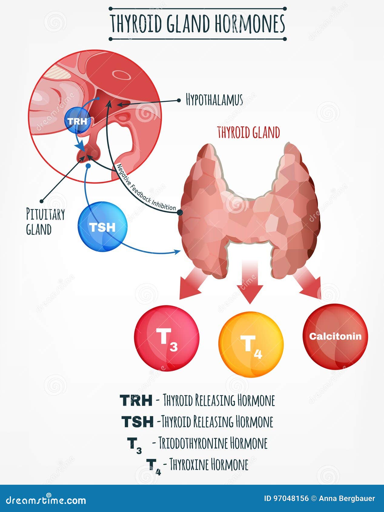 Endocrine System Image stock vector. Illustration of education - 97048156