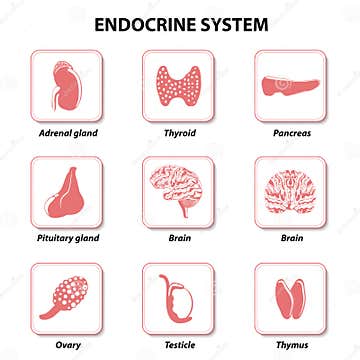 Endocrine System. Set Icons Stock Vector - Illustration of function ...